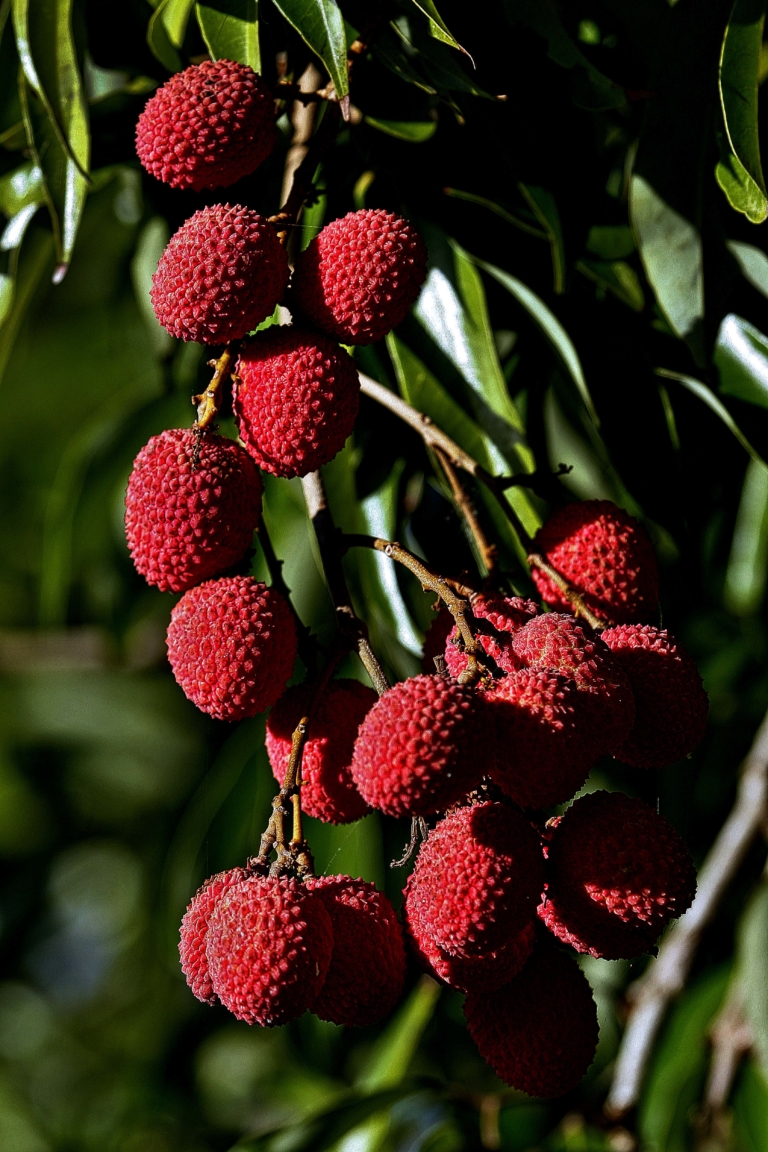 L MAD44 grappe de letchis UM - Kikaphoto