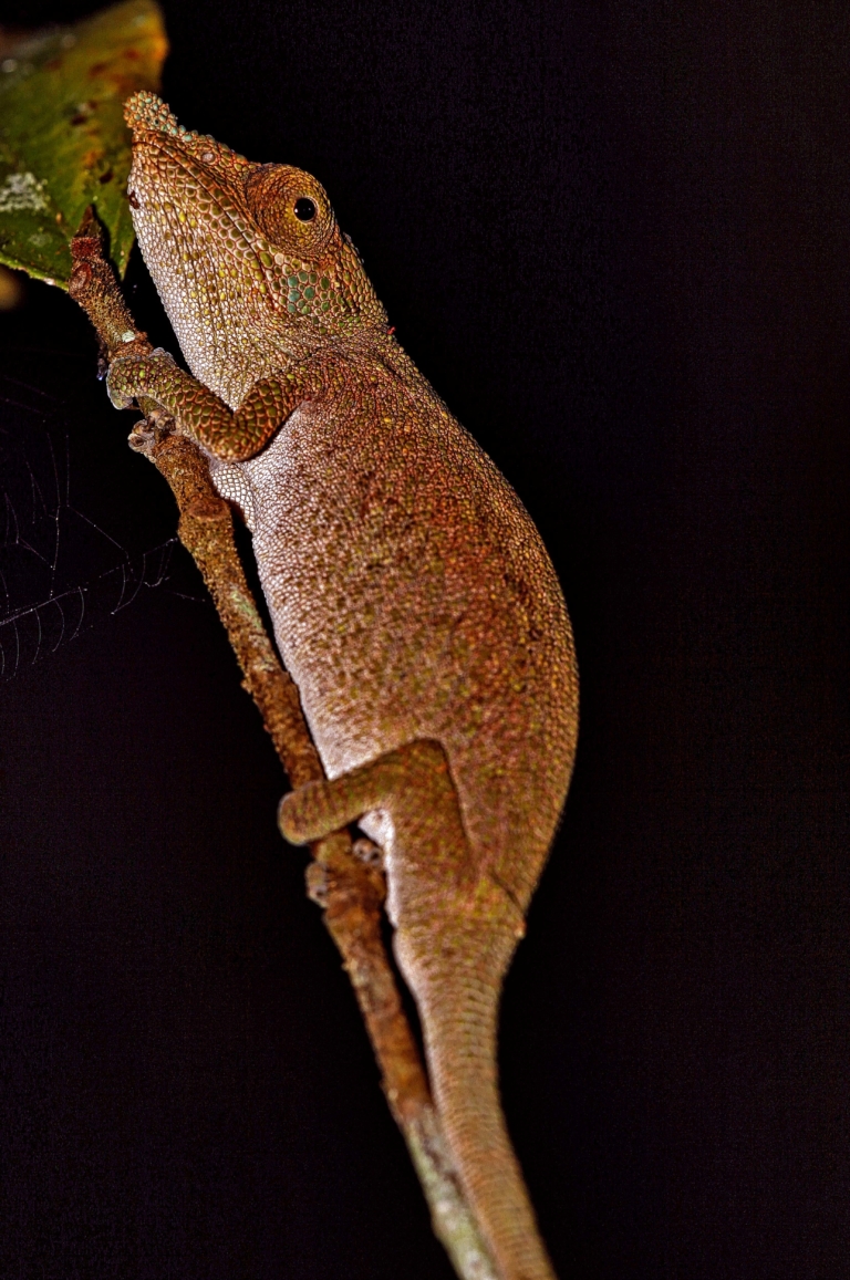 L MAD45 Calumma fallax UM - Kika