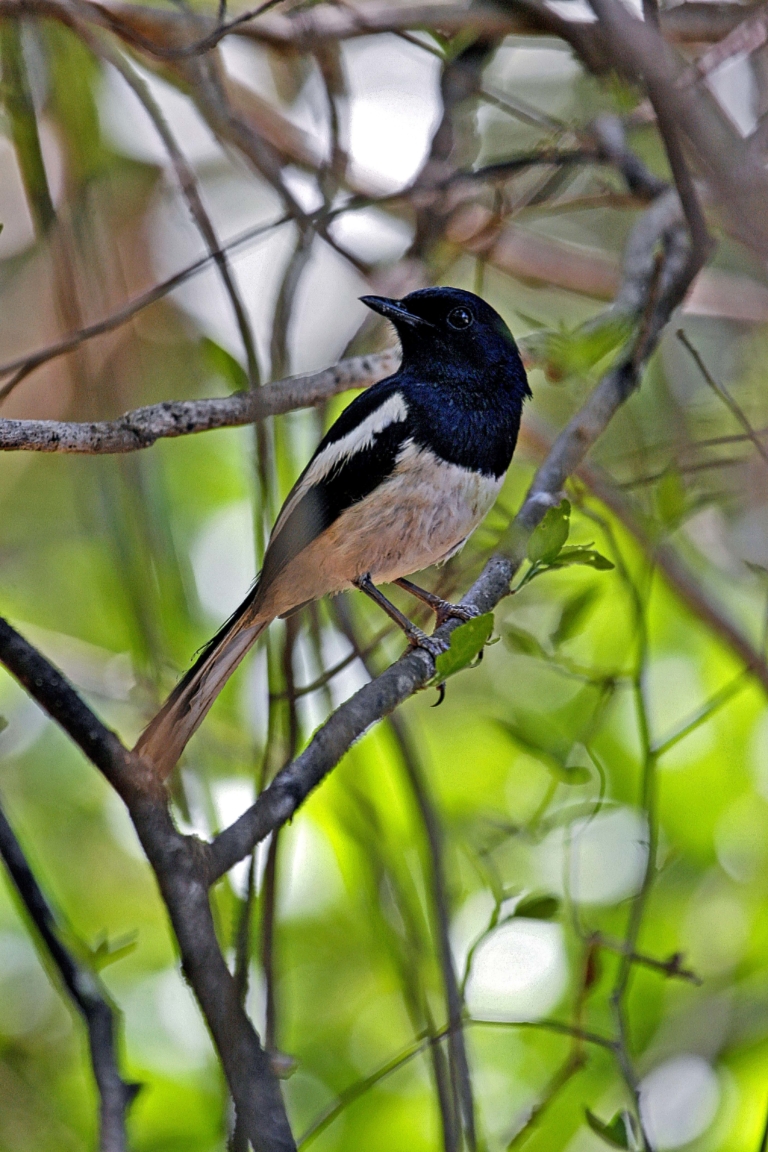 L MAD46 Copsychus albospecularis male UM - Kika