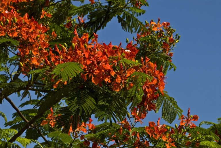 L Viet6 vivid YA - Kika